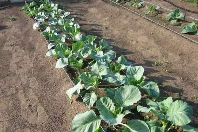 Brokoli - rritje dhe kujdes në kopsht 31203_5
