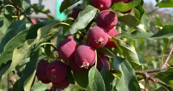 التفاح شجرة الصينية - ما يبدو، والنضج، وجراءة الشتاء، والذوق، الأصناف الرئيسية