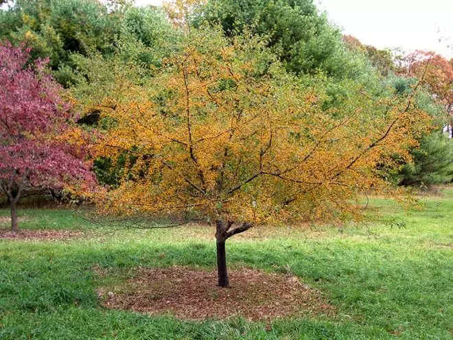 Az Apple Tree kínai - Mit keresnek, hogyan kell ültetni, az ellátás szabályai és a reprodukció, miért nem virágzik, és nem gyümölcs? 31259_14