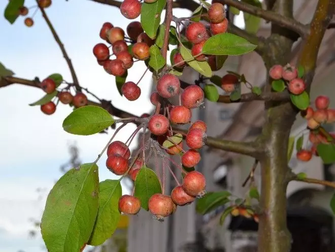 Az Apple Tree kínai - Mit keresnek, hogyan kell ültetni, az ellátás szabályai és a reprodukció, miért nem virágzik, és nem gyümölcs? 31259_2