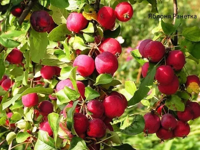 Apple Tree- ը չինացի է. Ինչ է հարցված, ինչպես տնկել, խնամքի եւ վերարտադրության կանոններ, ինչու ոչ թե ծաղկել եւ պտուղ չի մնում: 31259_3