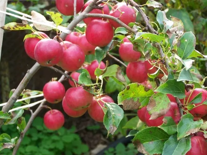 Apple Tree- ը չինացի է. Ինչ է հարցված, ինչպես տնկել, խնամքի եւ վերարտադրության կանոններ, ինչու ոչ թե ծաղկել եւ պտուղ չի մնում: 31259_4