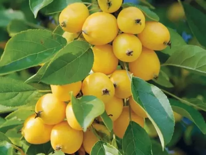Apple Tree é chinês - o que é pesquisado, como plantar, regras de cuidado e reprodução, por que não florescer e não ser fruta? 31259_5