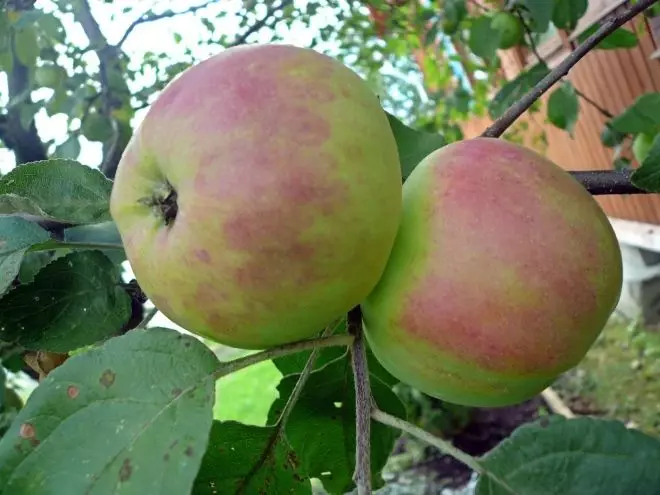 Apple Tree- ը չինացի է. Ինչ է հարցված, ինչպես տնկել, խնամքի եւ վերարտադրության կանոններ, ինչու ոչ թե ծաղկել եւ պտուղ չի մնում: 31259_6