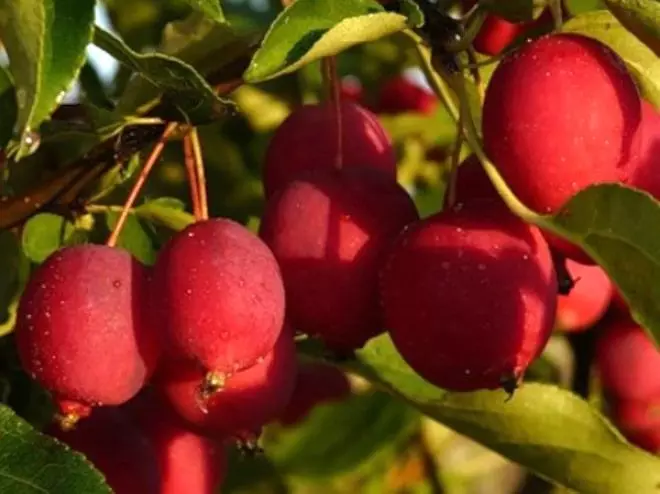 Az Apple Tree kínai - Mit keresnek, hogyan kell ültetni, az ellátás szabályai és a reprodukció, miért nem virágzik, és nem gyümölcs? 31259_7