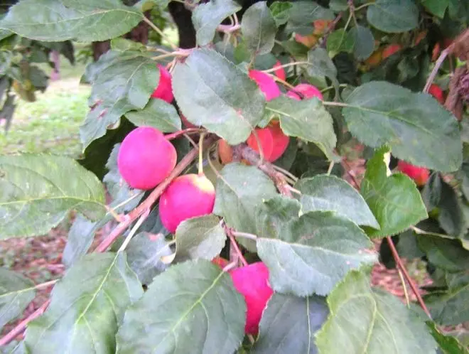 Omenapuu on kiinalainen - mitä kysellään, miten kasvi, säännöt hoidon ja lisääntymisen, miksei kukkia eikä ole hedelmää? 31259_8