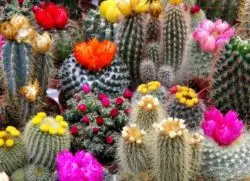 Homemade cacti