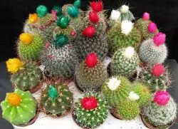 Home Cactus