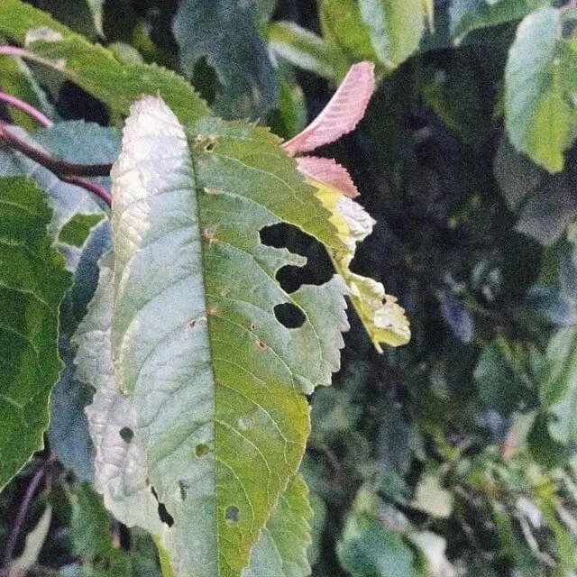 Quen pensaría que os insectos saben signos de puntuación