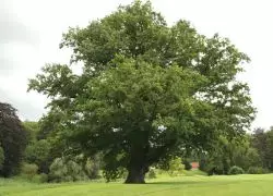 Berapa kali dalam hayat buah oak