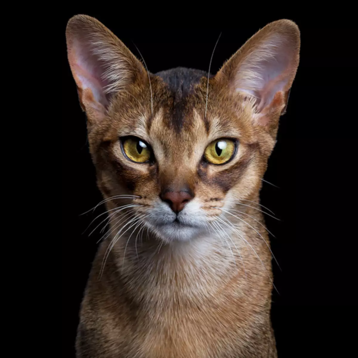 Abyssinian.