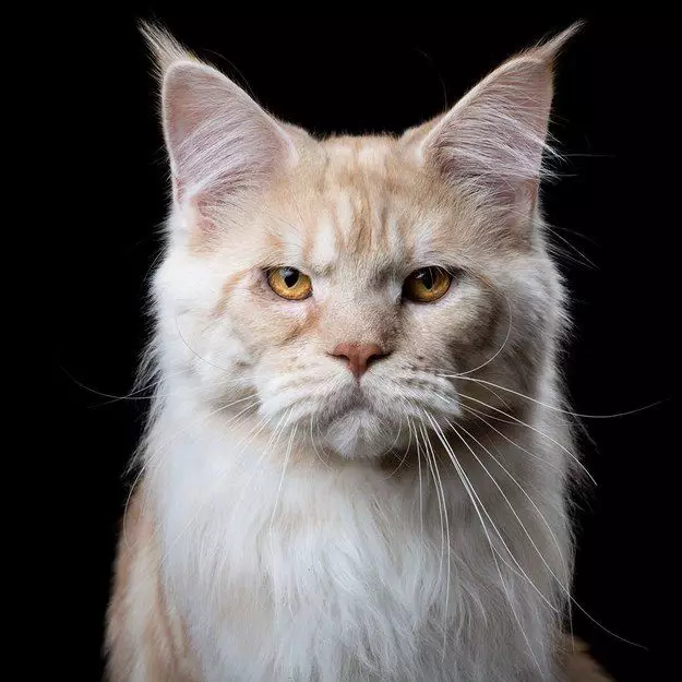 Maine Coon.