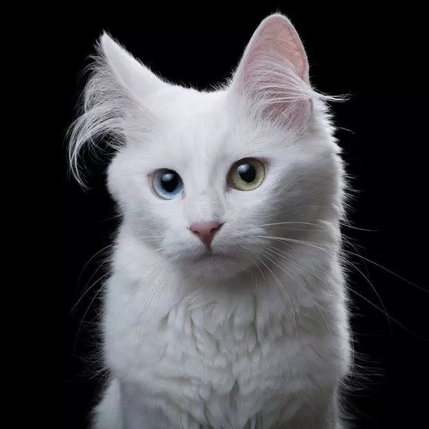 Turkish Angora