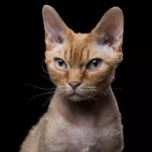 Devon Rex.