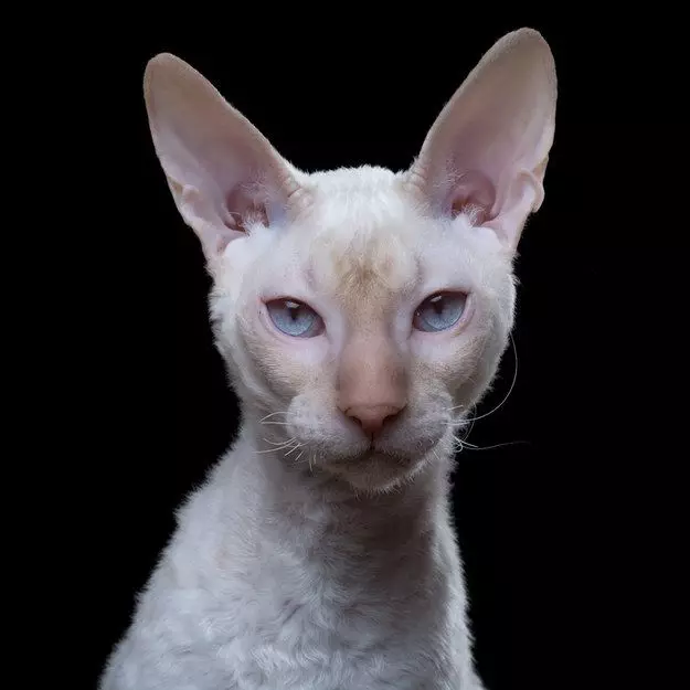 I-Cornish Rex