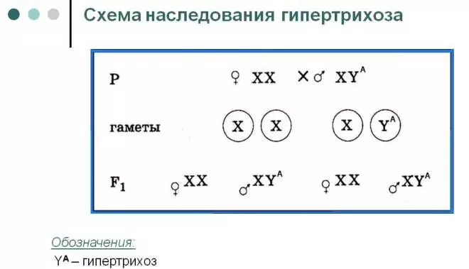 Хипертрихоза в жените, мъжете - какво е това (снимка)? 32524_2