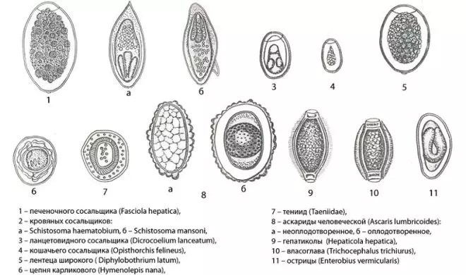 Kala Analysis (coprogram) sa dysbacteriosis, worm sa mga itlog - unsa ang gipakita? Pila ka Kala ang kinahanglan mag-analisar? 32532_5