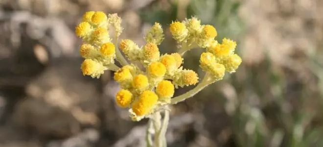 Grass Immortennik - Orvosi tulajdonságok és ellenjavallatok, Virágmoktor (homokos cmin) a májhoz, a fogyókúra, a hajhoz 33395_2
