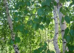 Birch leaves Therapeutic properties and contraindications