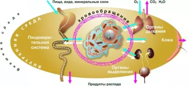 新陈代谢 - 这种简单的语言是什么？如何分散新陈代谢，加速新陈代谢？如何减慢新陈代谢并获得体重？ 33450_3