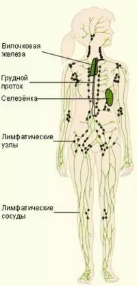 Where lymph nodes are located