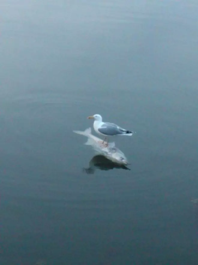 ಮೀನು ಮೇಲೆ ಸೀಗಲ್ ತೇಲುವಿಕೆ