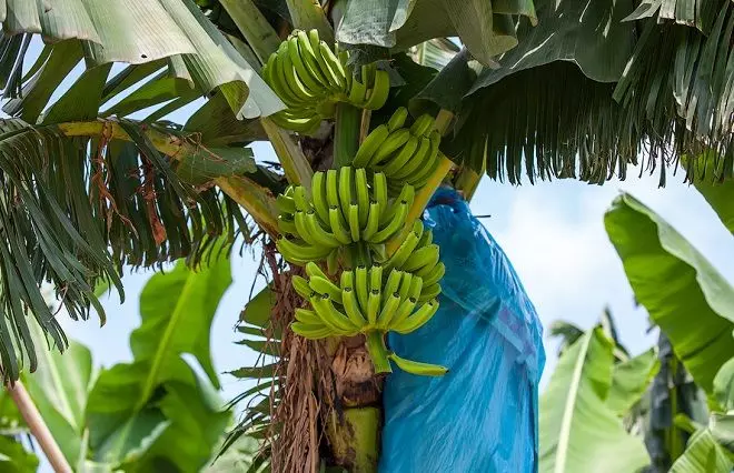 Banani plantations í Kína