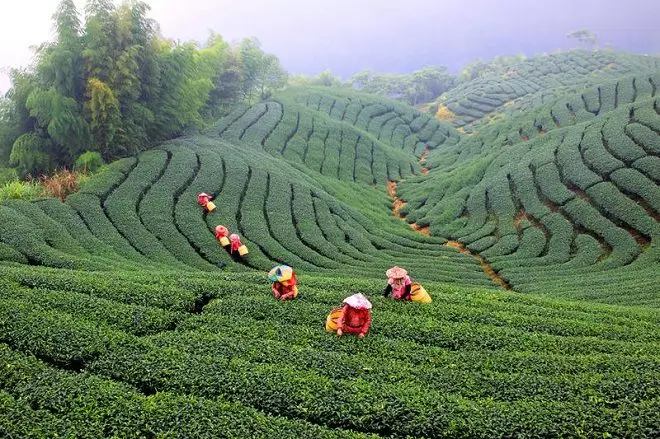 चीन मध्ये चहा वृक्षारोपण