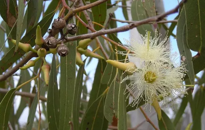 Eucalyptus istutukset