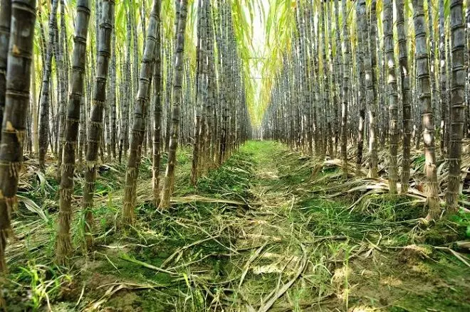 Kitajska - Bamboo METTINGAL