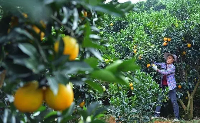 Eco-ferðaþjónusta á Citrus plantations í Kína