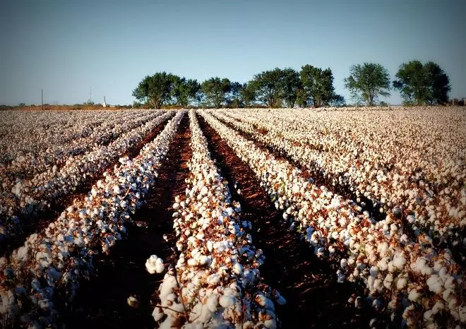 Cotton plantations í Kína