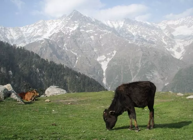 Animalia arraroak parkean bizi dira