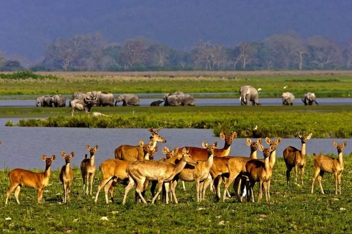 Животни Kazirangi.