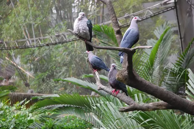 Invånare Avia Mariah i Hong Kong Park