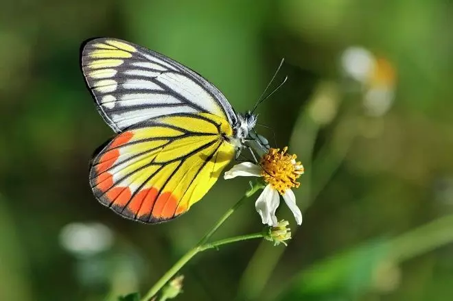 Butterfly Park