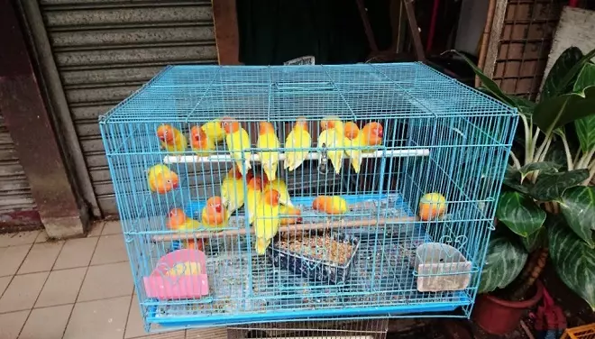 Manuk naon dina yangu