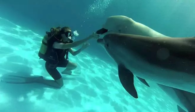 Plongée avec des dauphins