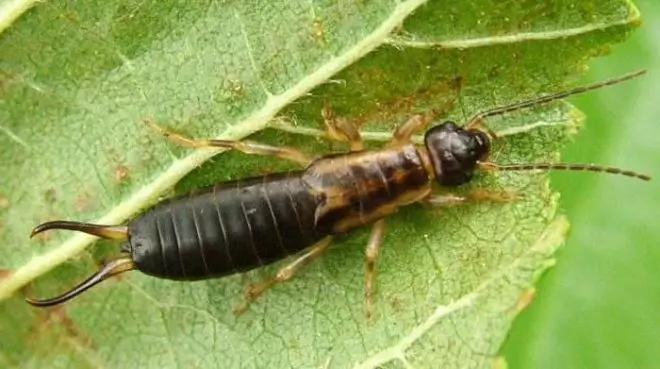 Earwig