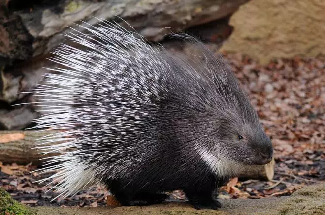 Porcupine