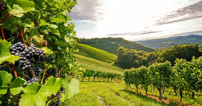 Vineyards of Azerbeidzjan