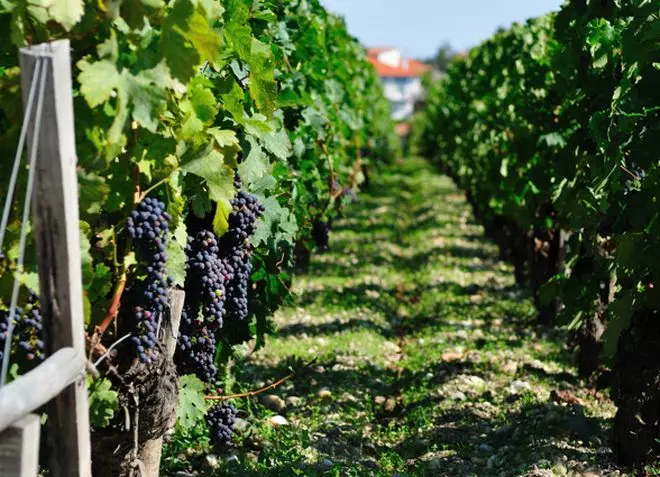 Vineyards of Azerbeidzjan 36570_5