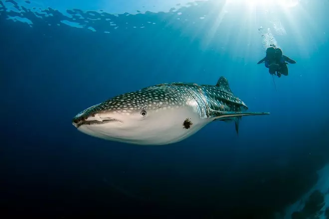 Whale shark