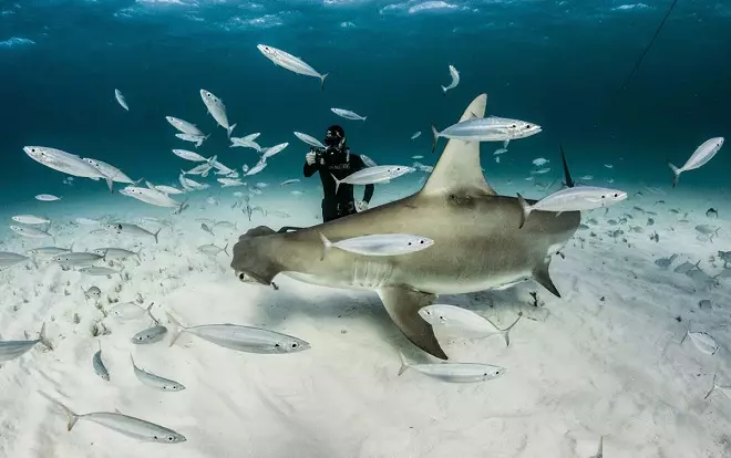 Havmerhead Shark