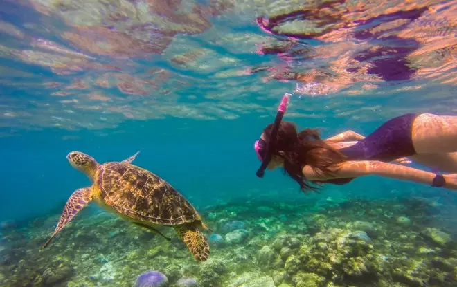 Tısbağa ilə snorkeling