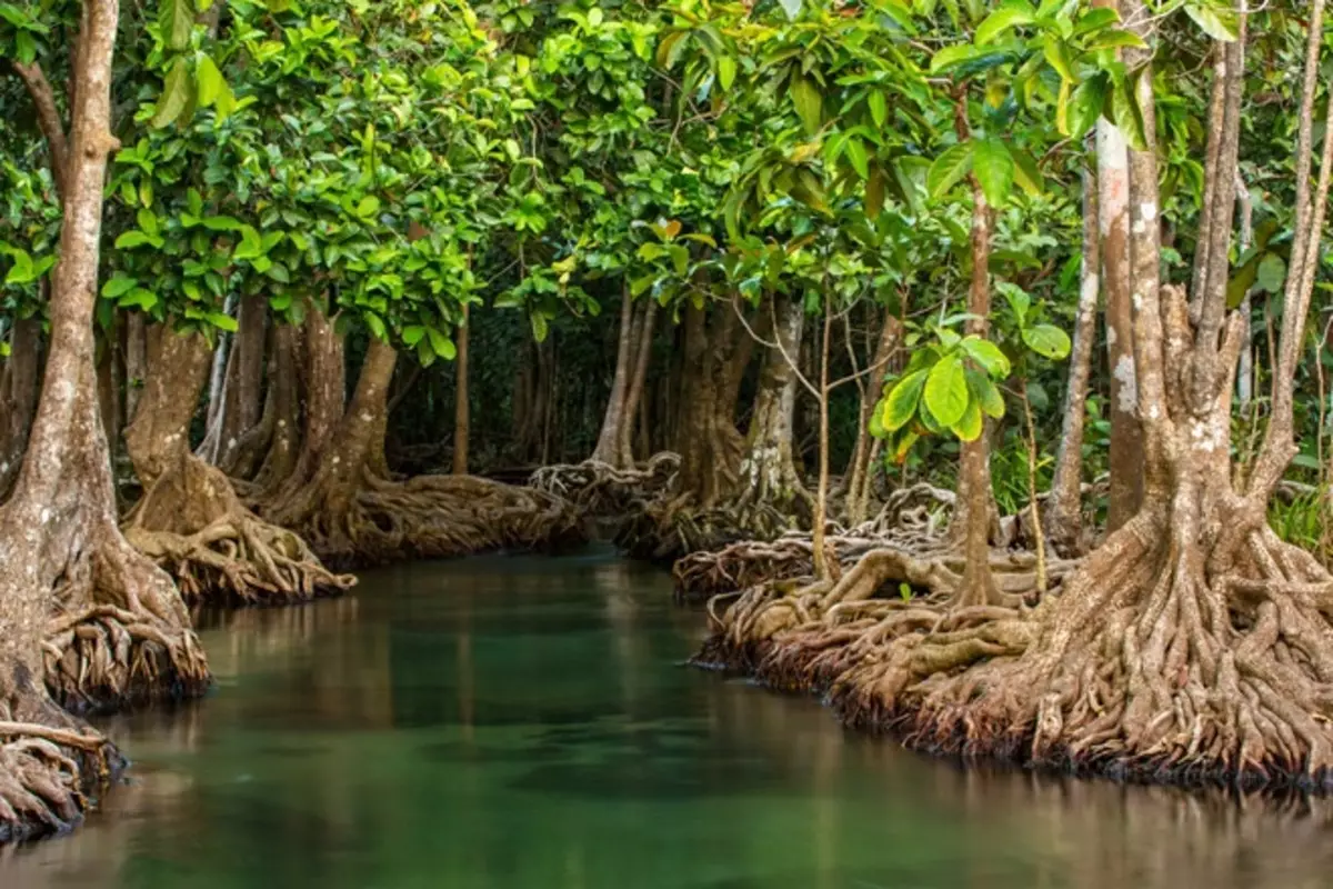 Mangrove Island Island Keshm