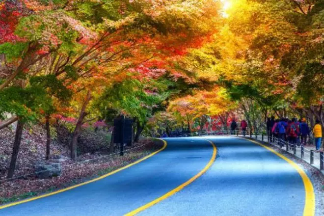 Autumn road