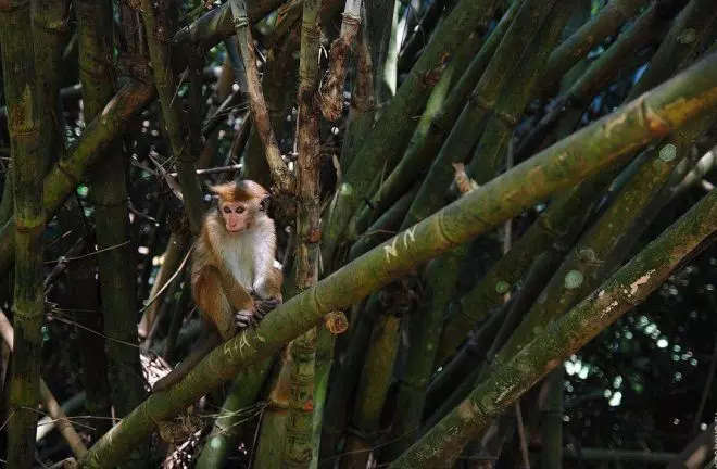 Tagata nofoia o le botanical togalaau