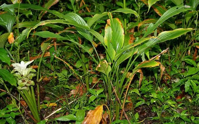 Turmeric