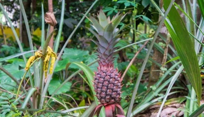 Outras plantas no xardín - Piña